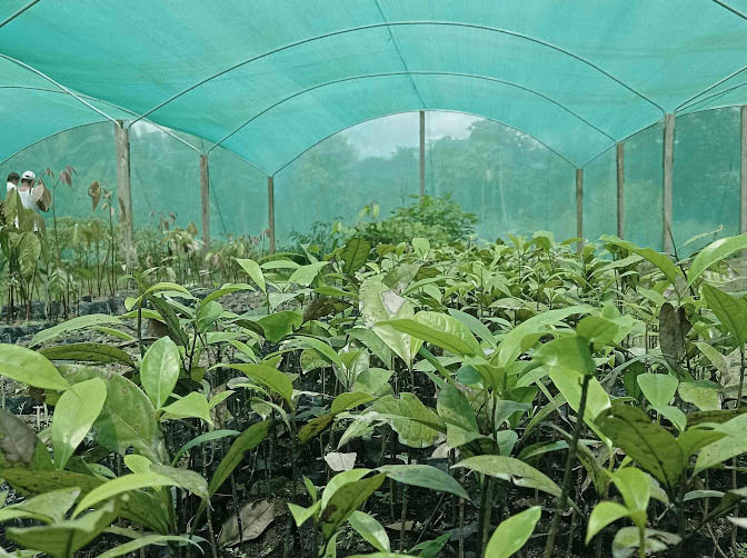 Peruvian Essential Oils - EOP